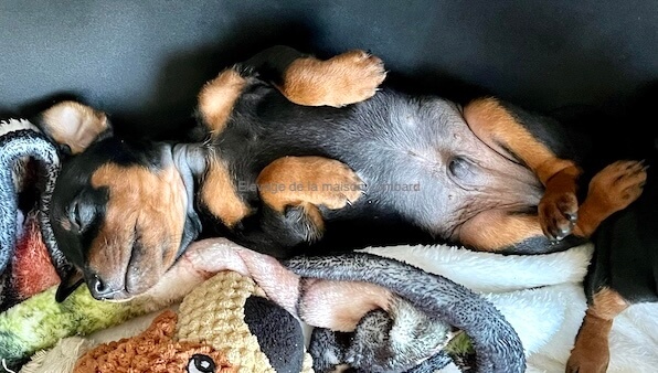 Adoptez un chiot pinscher nain : Guide complet et étapes - Pinscher ...